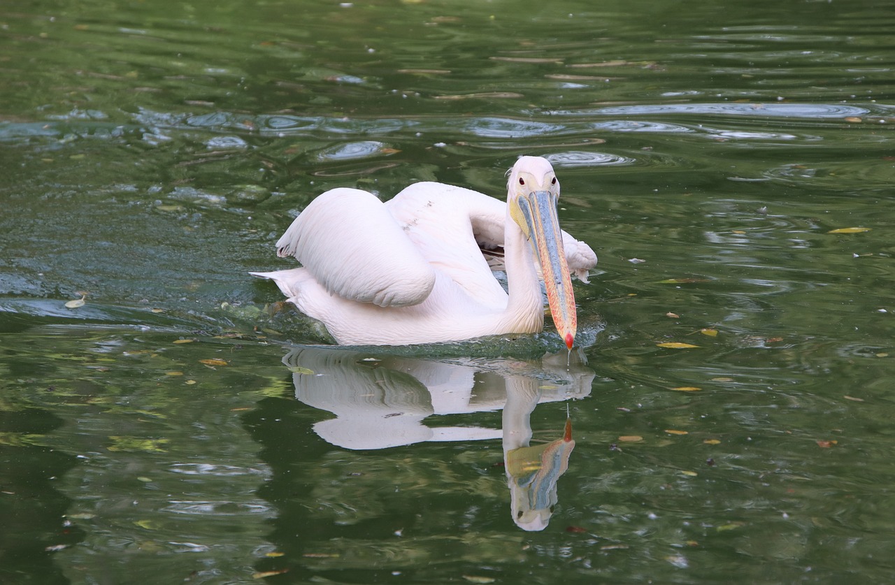 Pelicano Pássaro Lago - Foto gratuita no Pixabay - Pixabay