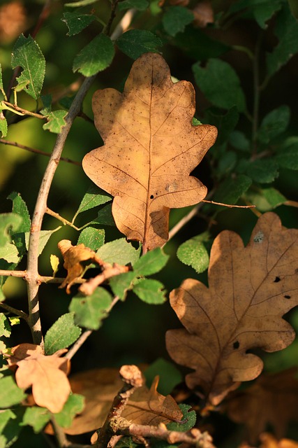 Automne Feuilles Nature - Photo gratuite sur Pixabay - Pixabay