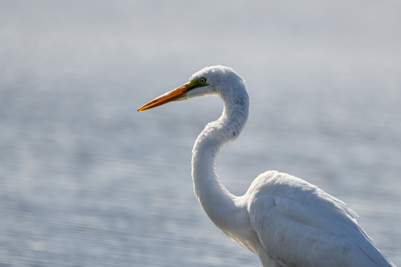 Egret Bird River - Free photo on Pixabay