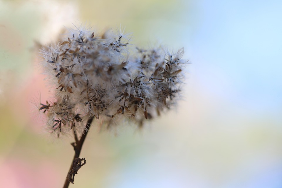 Water Fume Eupatorium Cannabinum - Free photo on Pixabay - Pixabay
