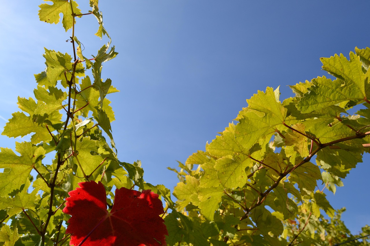 Leaves Nature Botany - Free photo on Pixabay - Pixabay