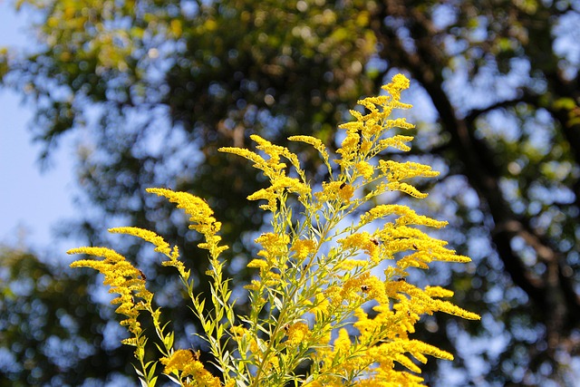 Giant Goldenrod Yellow Flowers - Free photo on Pixabay
