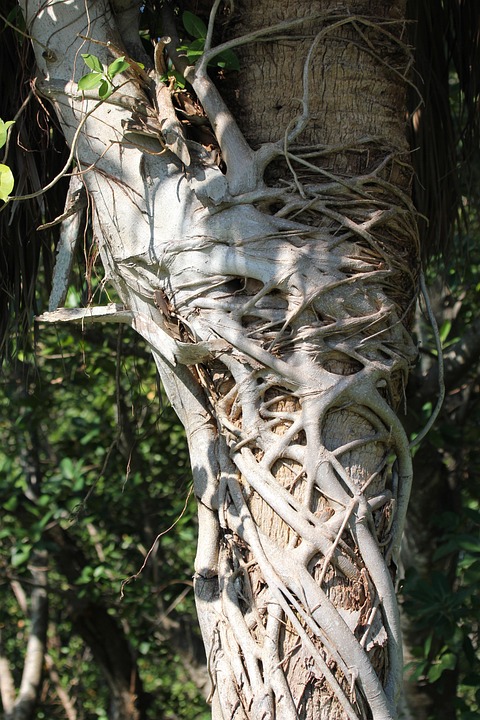 Parasitic Tree Nature - Free photo on Pixabay - Pixabay