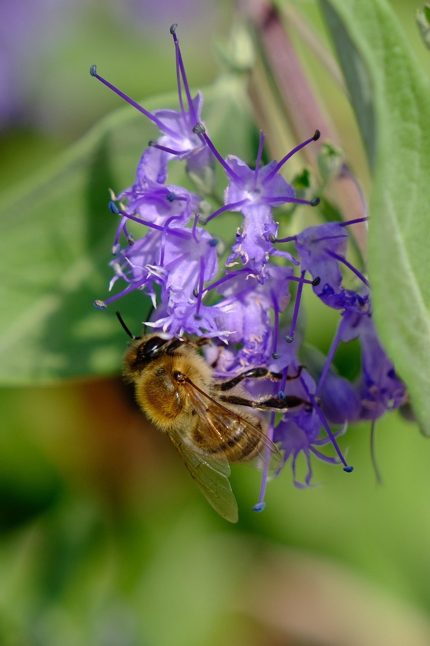 Honey Bee Flowers - Free photo on Pixabay - Pixabay