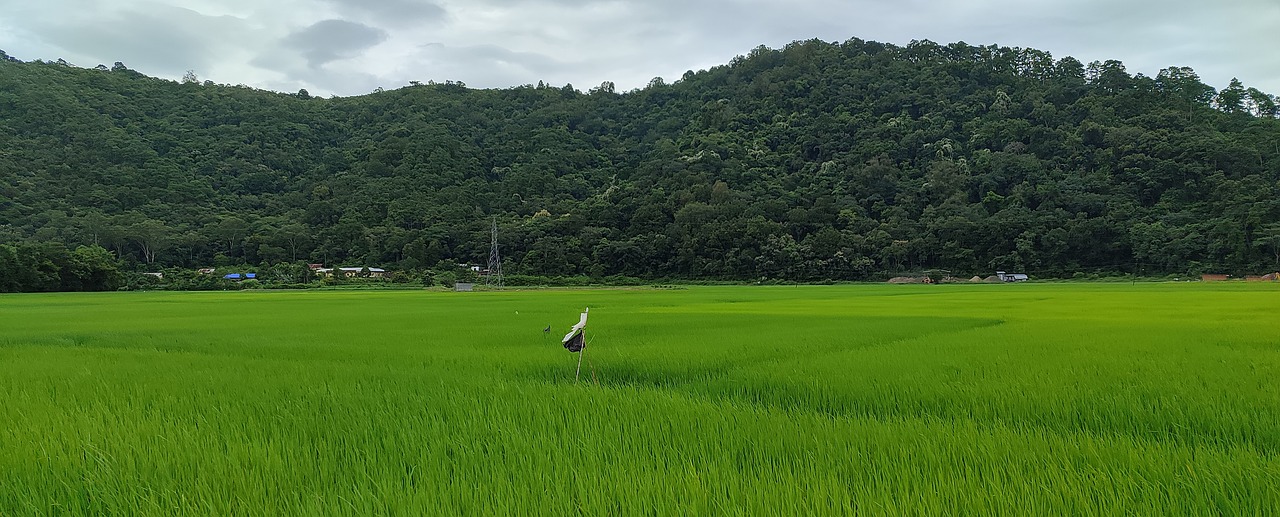 Greenery Of Manipur Paddy Field - Free photo on Pixabay - Pixabay