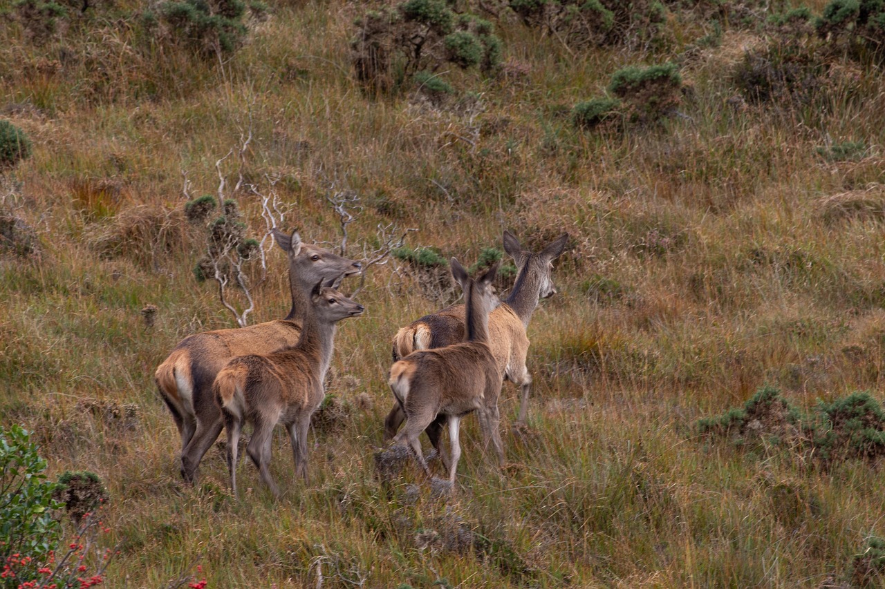 Animal Cervo Mamífero - Foto gratuita no Pixabay - Pixabay