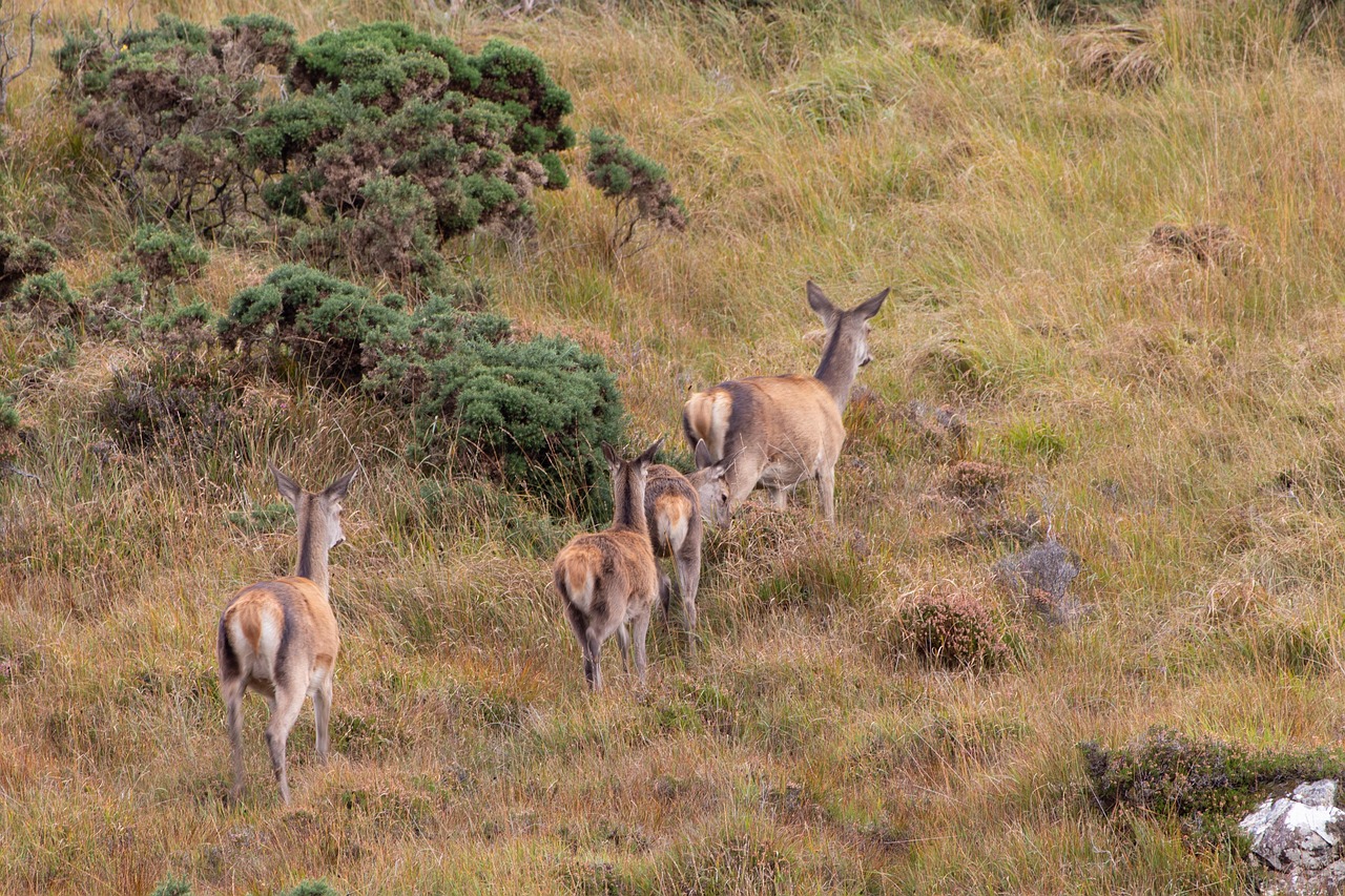 Animal Cervo Mamífero - Foto gratuita no Pixabay - Pixabay