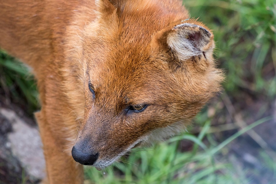 Animal Raposa Mamíferos - Foto gratuita no Pixabay - Pixabay