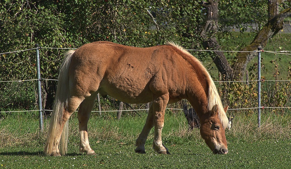 Animal Caballo Mamífero - Foto gratis en Pixabay - Pixabay