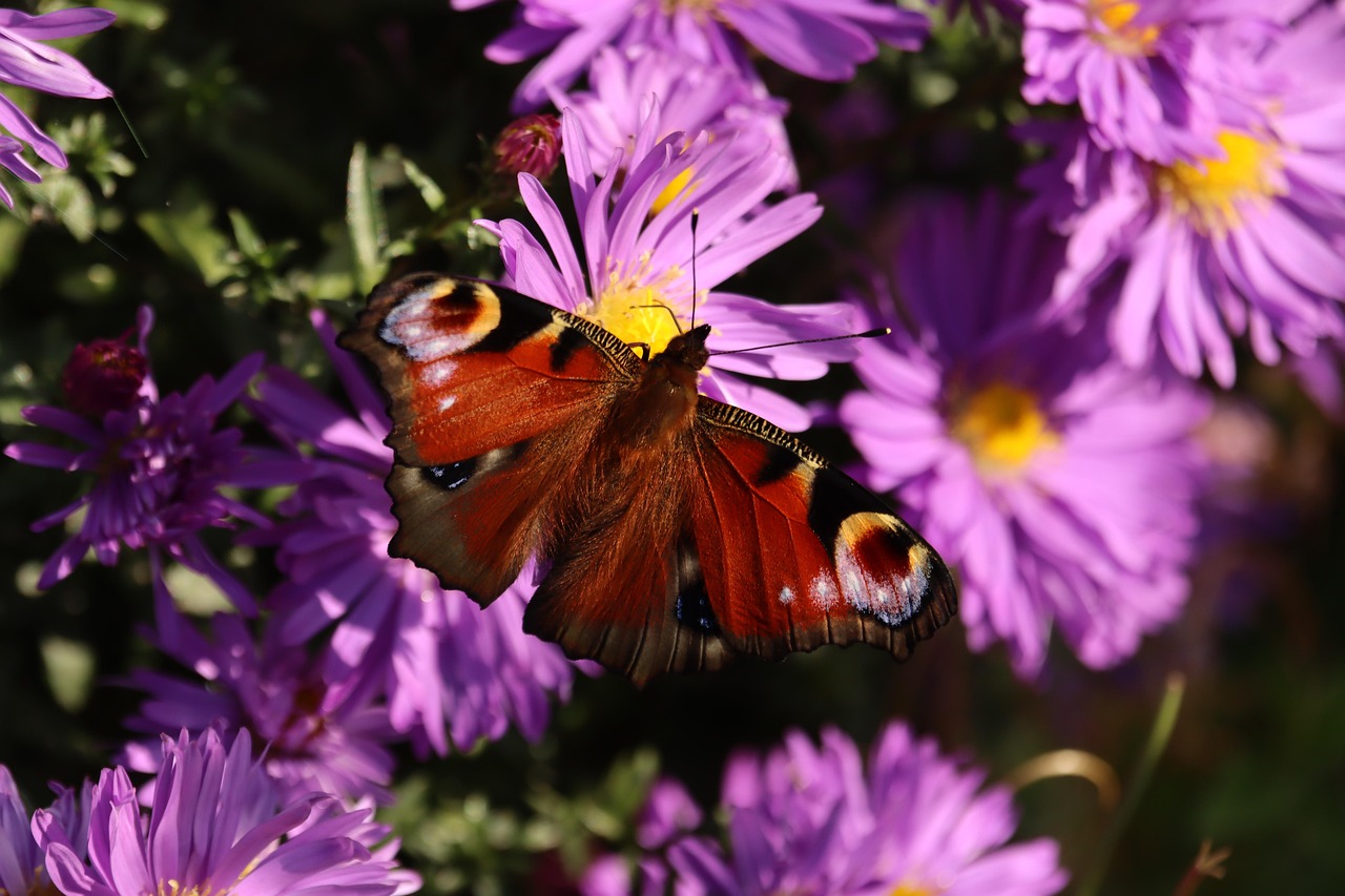 Mariposas Moradas Reales