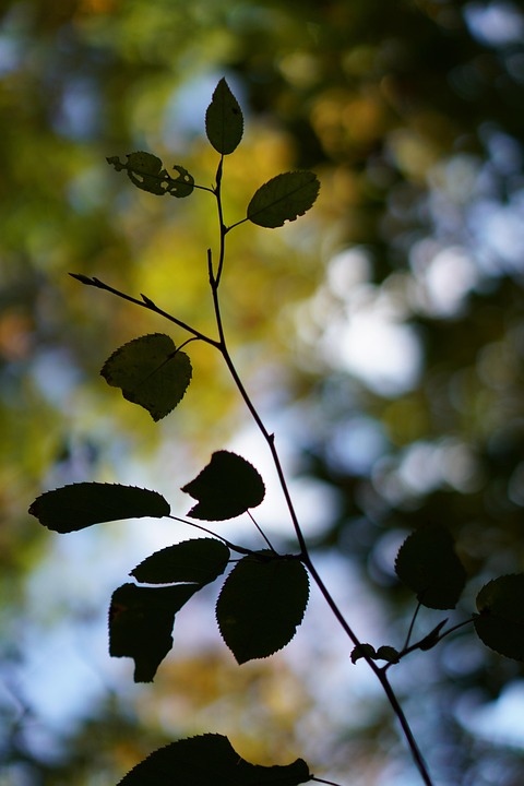 Zweig Blätter Natur - Kostenloses Foto auf Pixabay - Pixabay