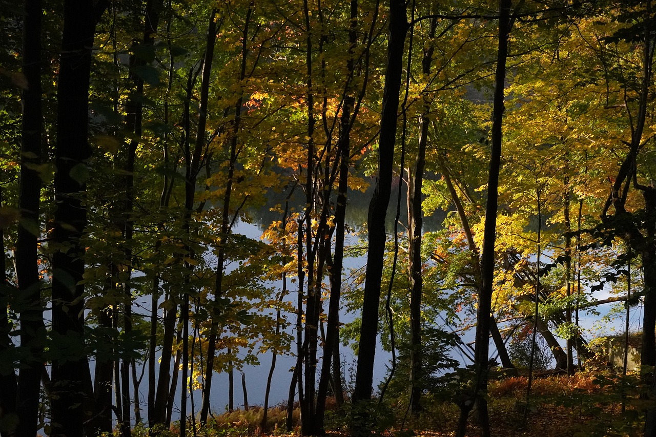 Des Arbres Nature Lac - Photo gratuite sur Pixabay - Pixabay
