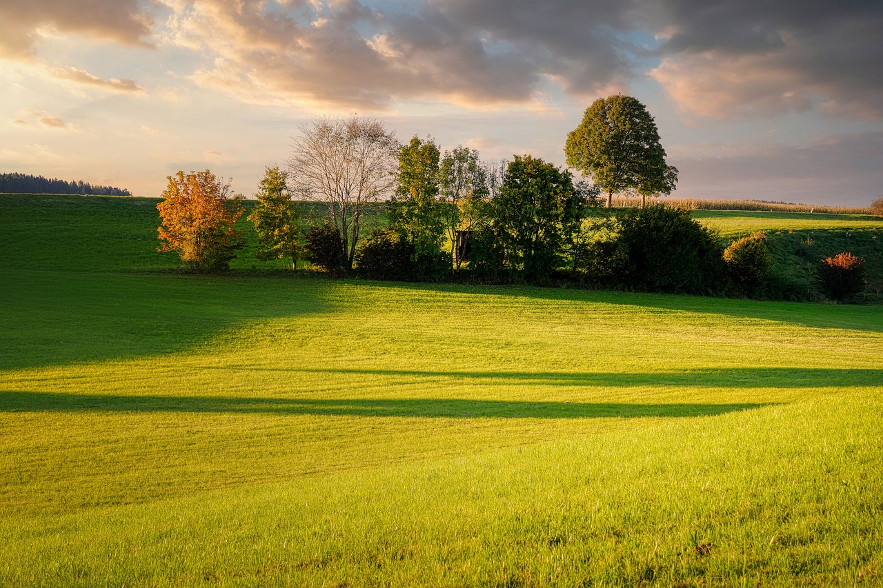 Nature Meadow Field - Free photo on Pixabay