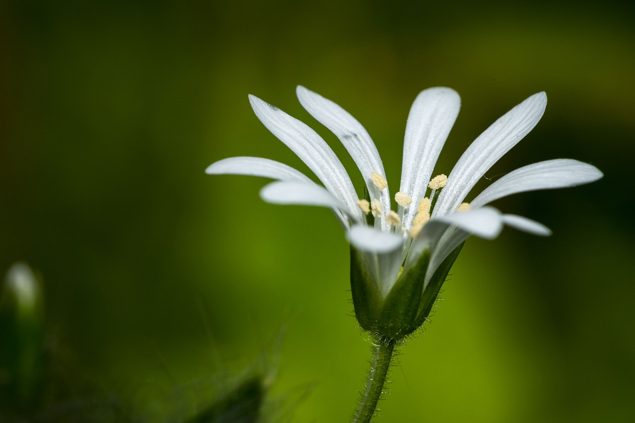 Fleur Bloom Nature - Photo gratuite sur Pixabay - Pixabay