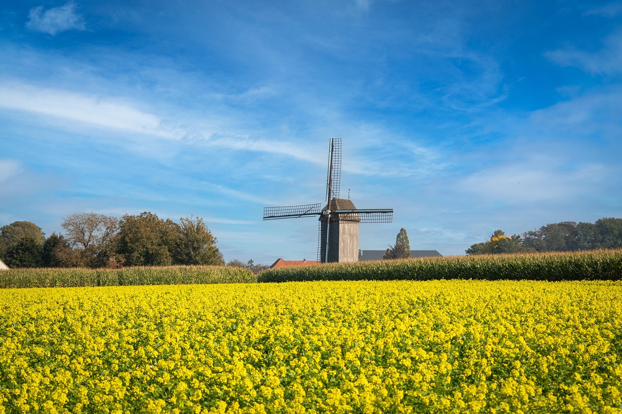 200+ kostnadsfria bilder med Rapsfält och Natur - Pixabay
