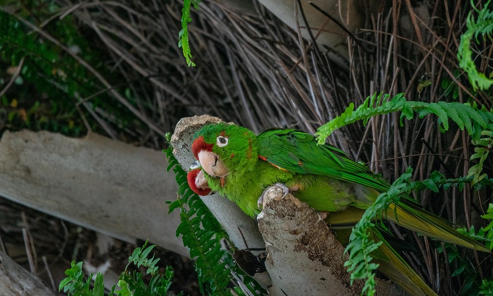 Oiseau Perroquet Perruche - Photo gratuite sur Pixabay