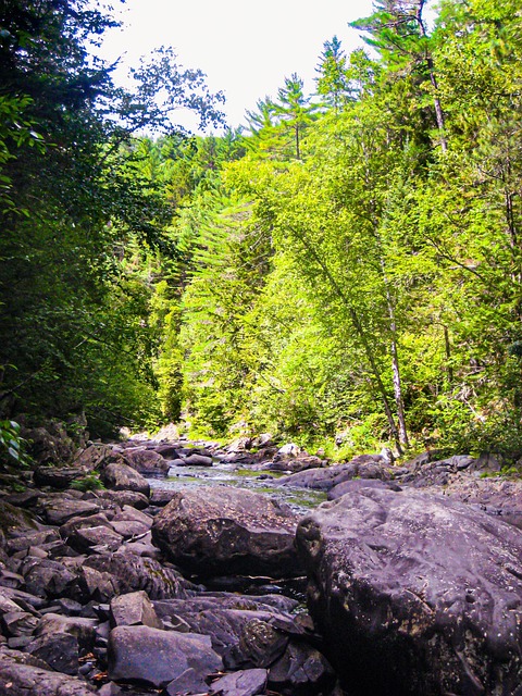 Trees Rocks Water - Free photo on Pixabay - Pixabay