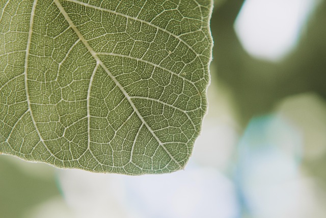 Feuille Botanique Plantes - Photo gratuite sur Pixabay - Pixabay