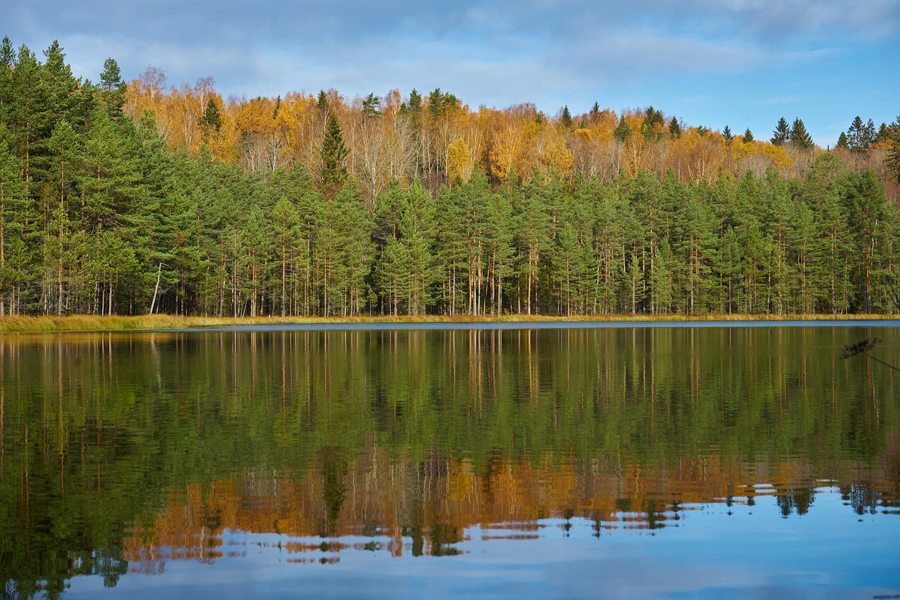Des Arbres Lac Nature - Photo gratuite sur Pixabay - Pixabay