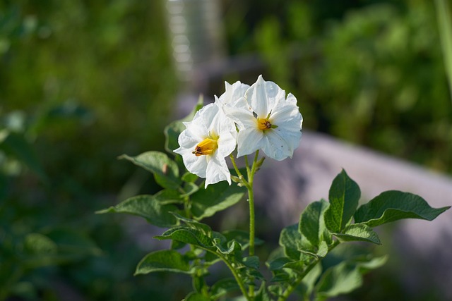 Flores De Papa Blancas - Foto gratis en Pixabay - Pixabay
