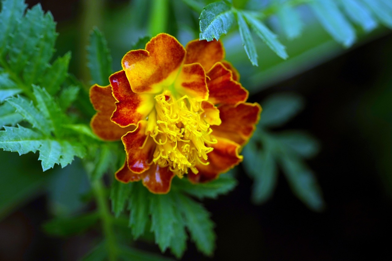 Marigold Flower Garden - Free photo on Pixabay - Pixabay