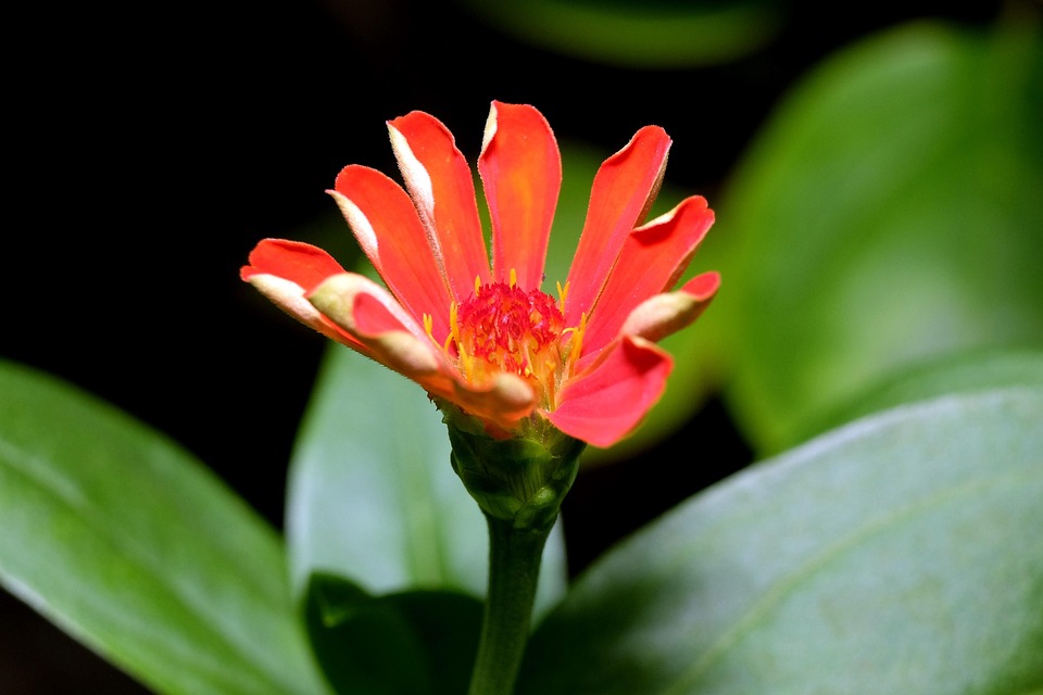 Zinnia Flor Planta - Foto gratis en Pixabay - Pixabay