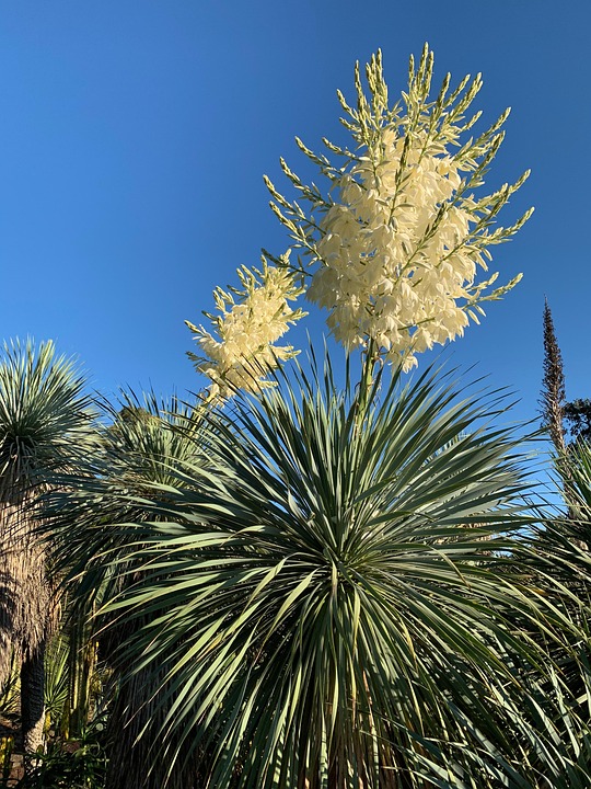 Yucca Plantes Fleur - Photo gratuite sur Pixabay - Pixabay