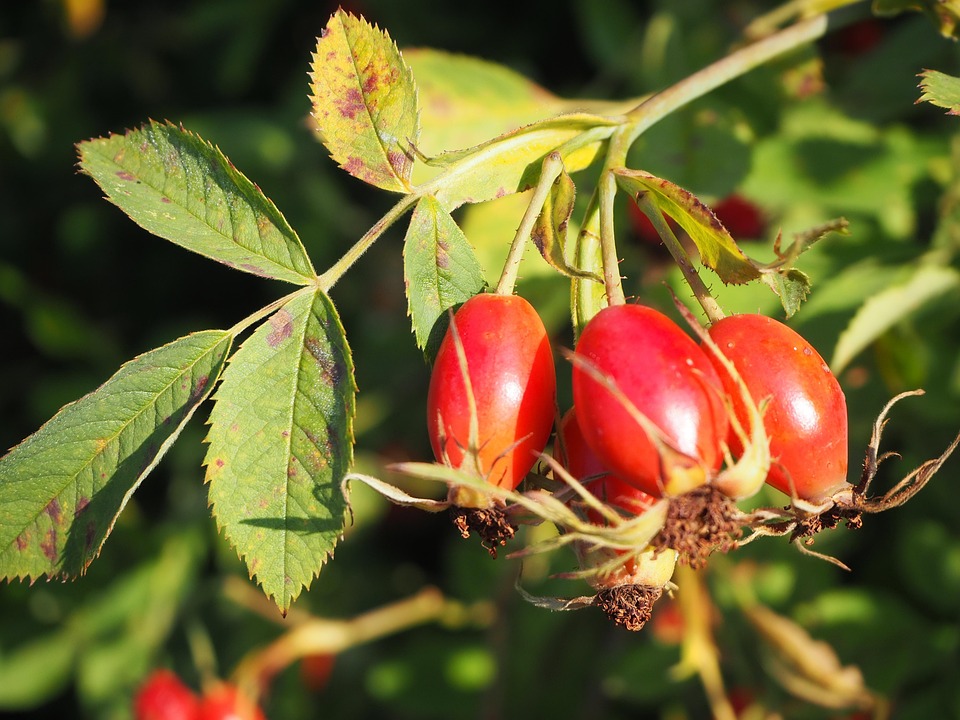 Rosehips Rose Hip Berries - Free photo on Pixabay