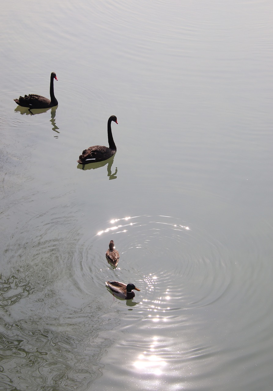 Birds Ducks Waterfowls - Free photo on Pixabay - Pixabay