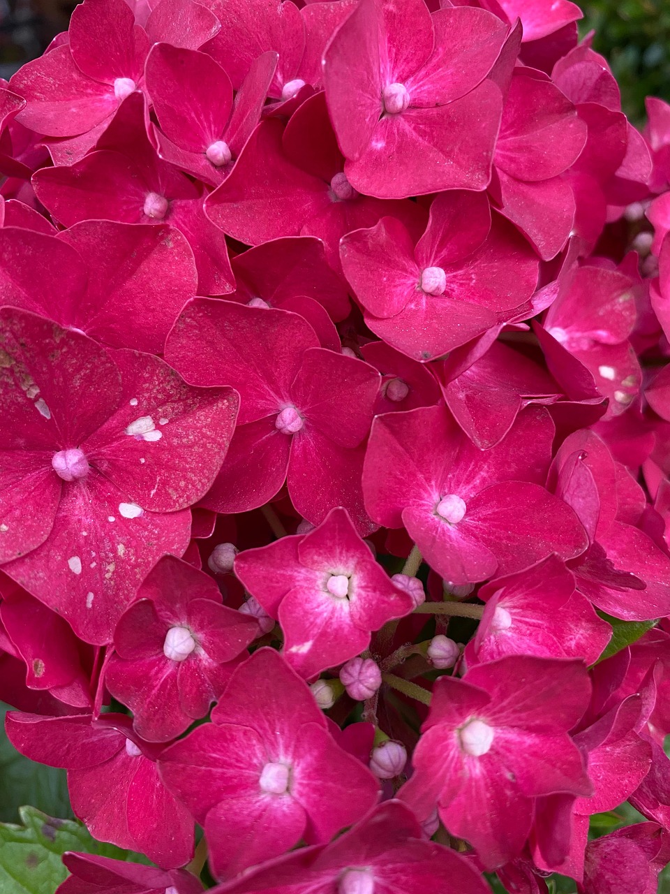 Hydrangea Bunga-Bunga Kebun - Foto gratis di Pixabay - Pixabay