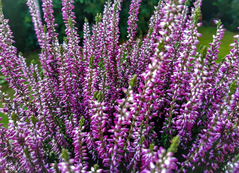 Bunga Heather Primadona Erika - Foto gratis di Pixabay