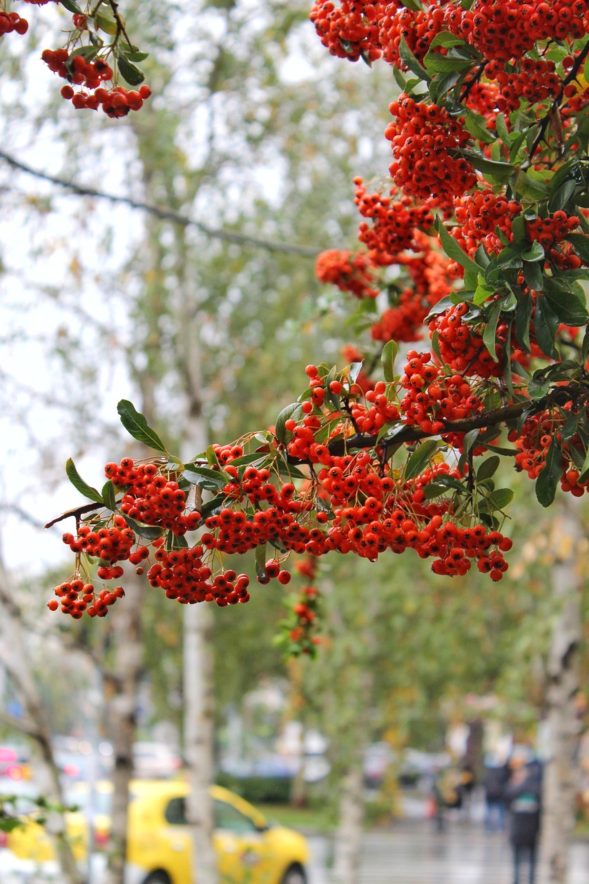 Sea Buckthorn Berries Tree - Free photo on Pixabay