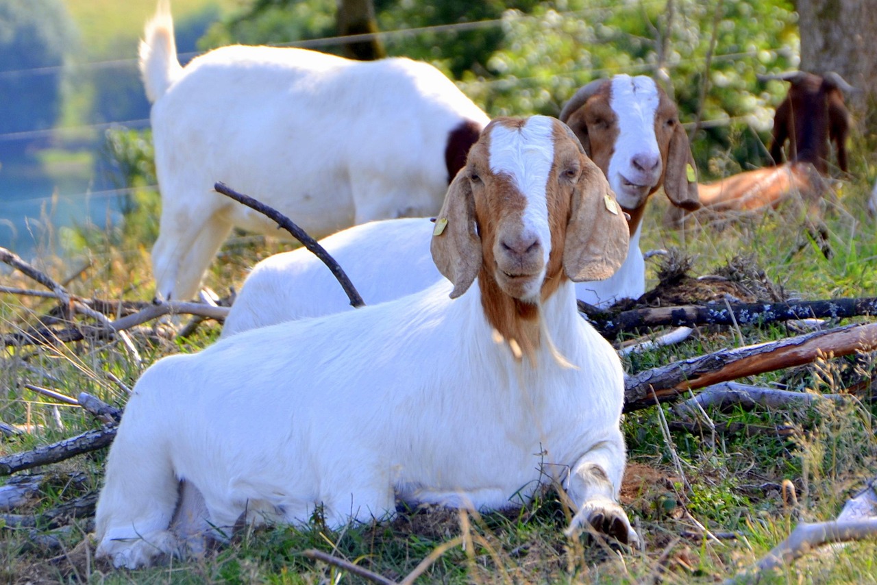 Cabra Rebaño De Cabras Ungulados - Foto gratis en Pixabay - Pixabay