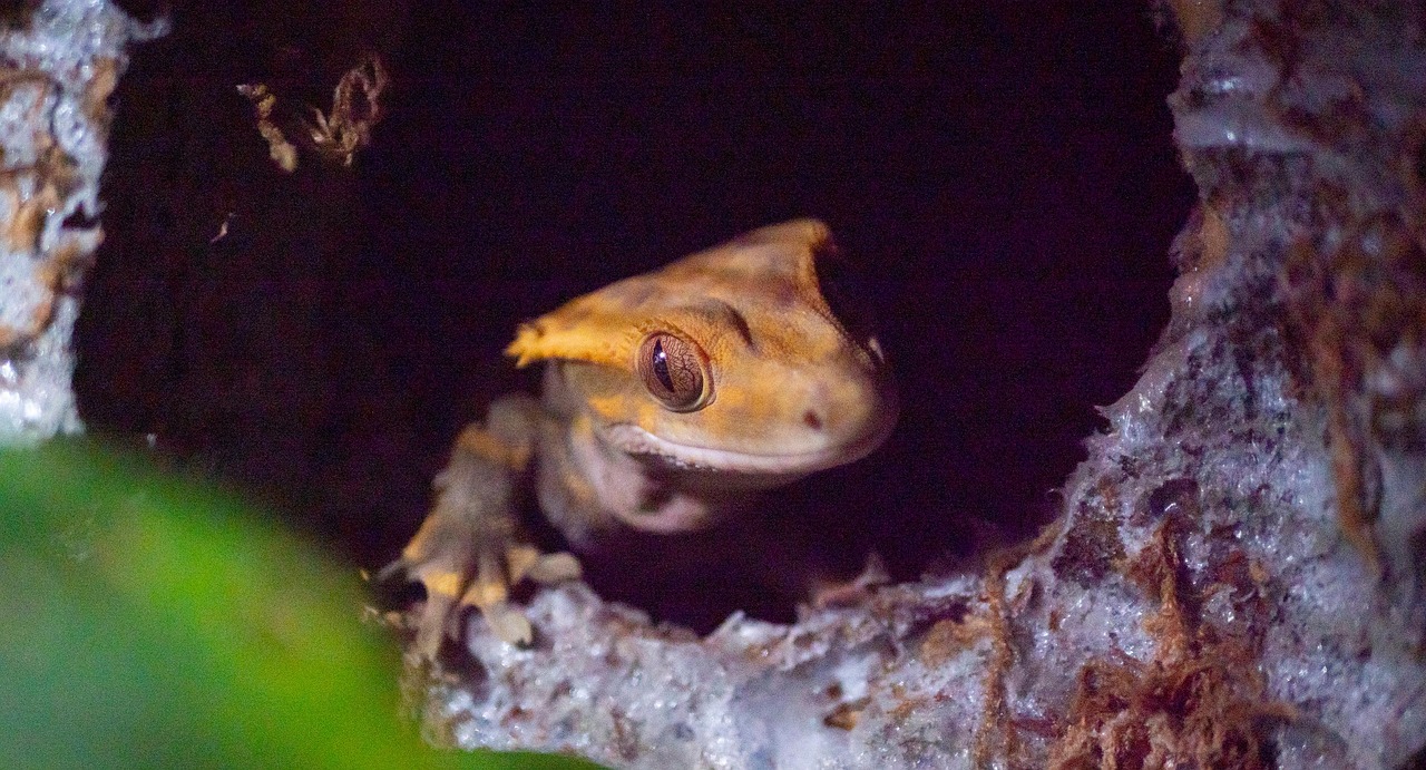Gecko Reptile Animal Crested - Free photo on Pixabay