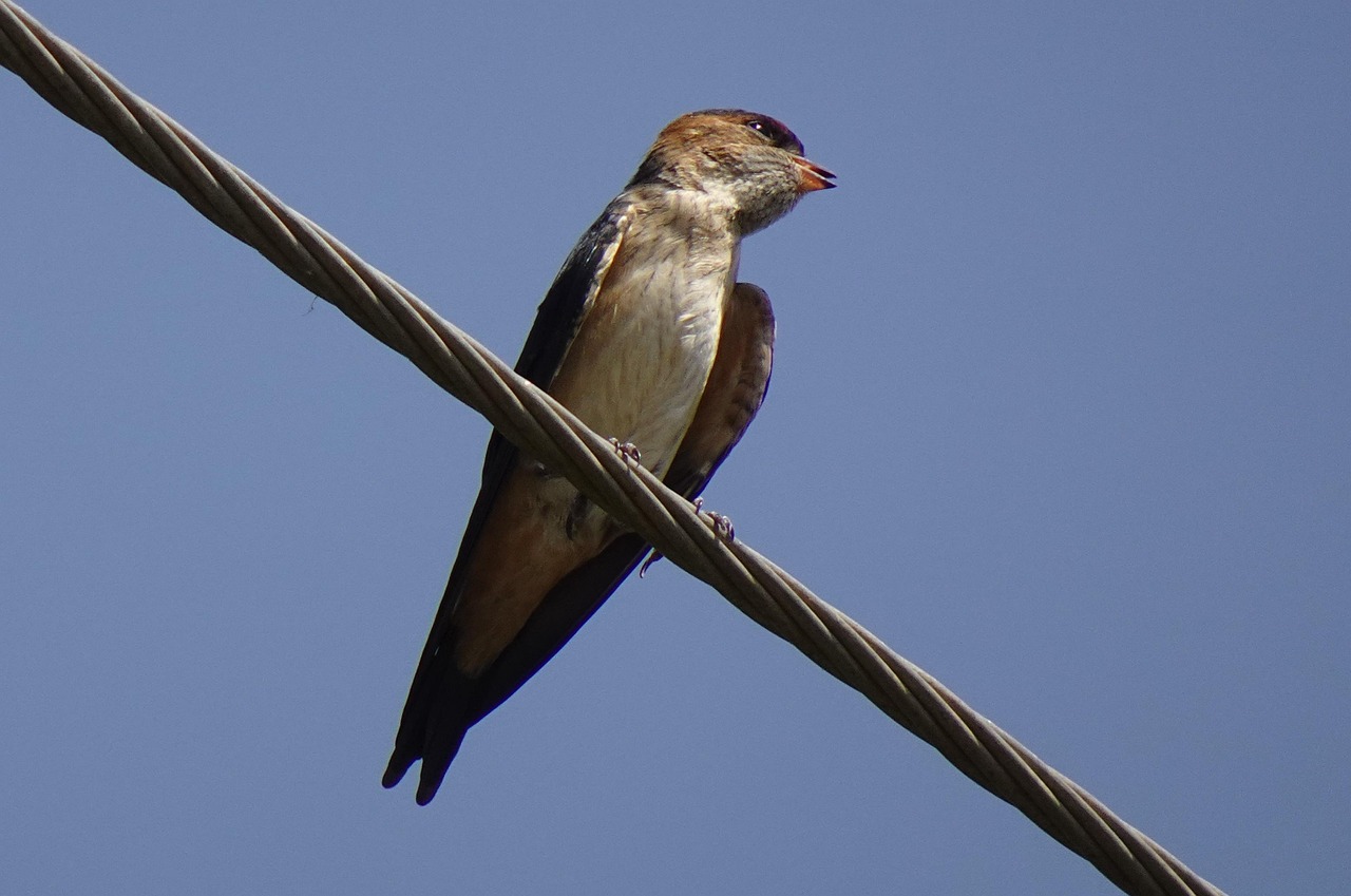 Golondrina De Rabadilla Roja - Foto gratis en Pixabay - Pixabay