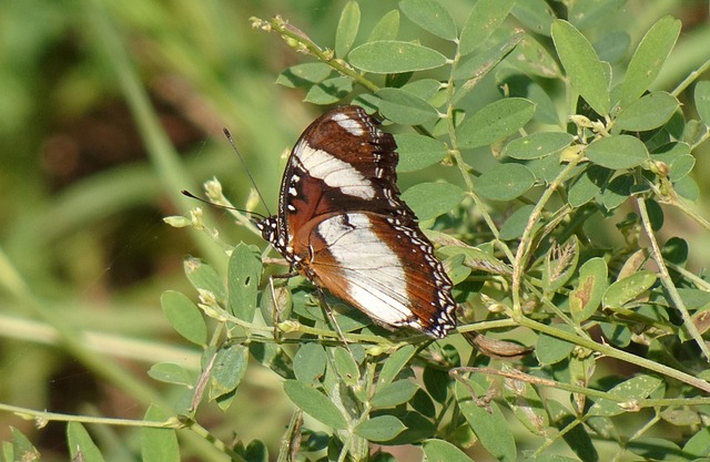 Danaid Eggfly Butterfly - Free photo on Pixabay - Pixabay