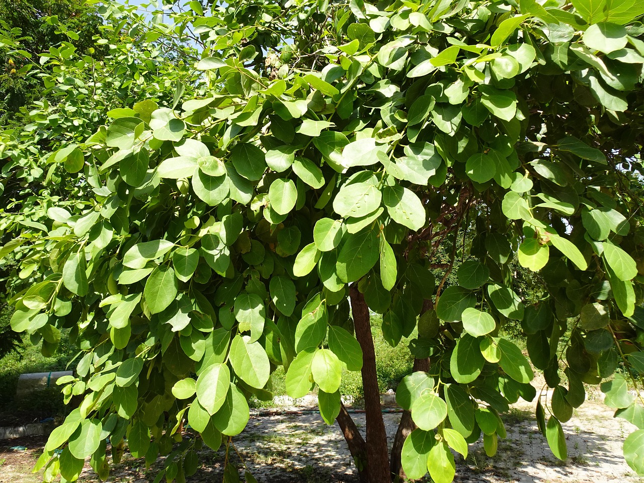 Tree Cordia Dichotoma Boraginaceae - Free photo on Pixabay - Pixabay