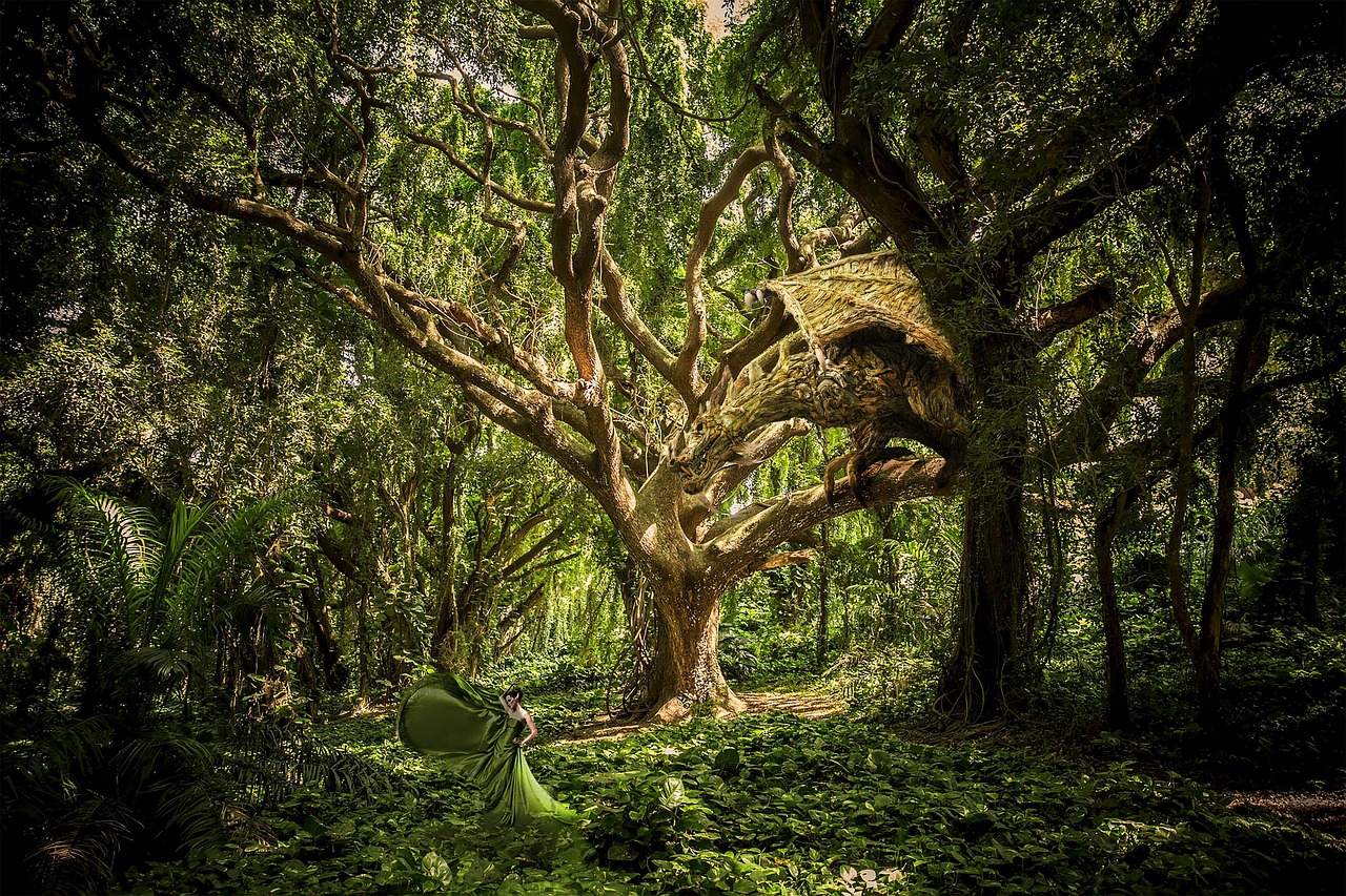 Árvore Natureza Floresta - Foto gratuita no Pixabay - Pixabay