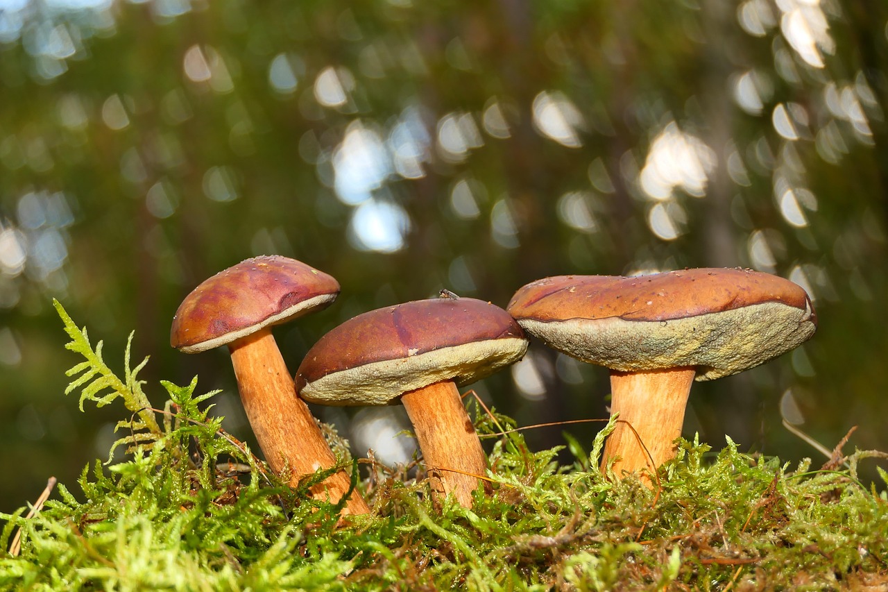 Bolete Houby Mykologie Lesní - Fotografie zdarma na Pixabay - Pixabay