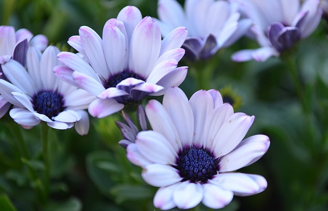 Cape Marguerite Flowers Plants - Free photo on Pixabay