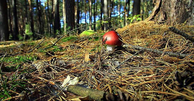 Champignon Forêt Nature Sol De La - Photo gratuite sur Pixabay - Pixabay