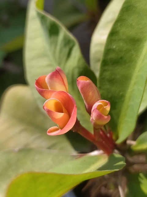 Ceratostylis Anggrek Kuncup Bunga - Foto gratis di Pixabay - Pixabay