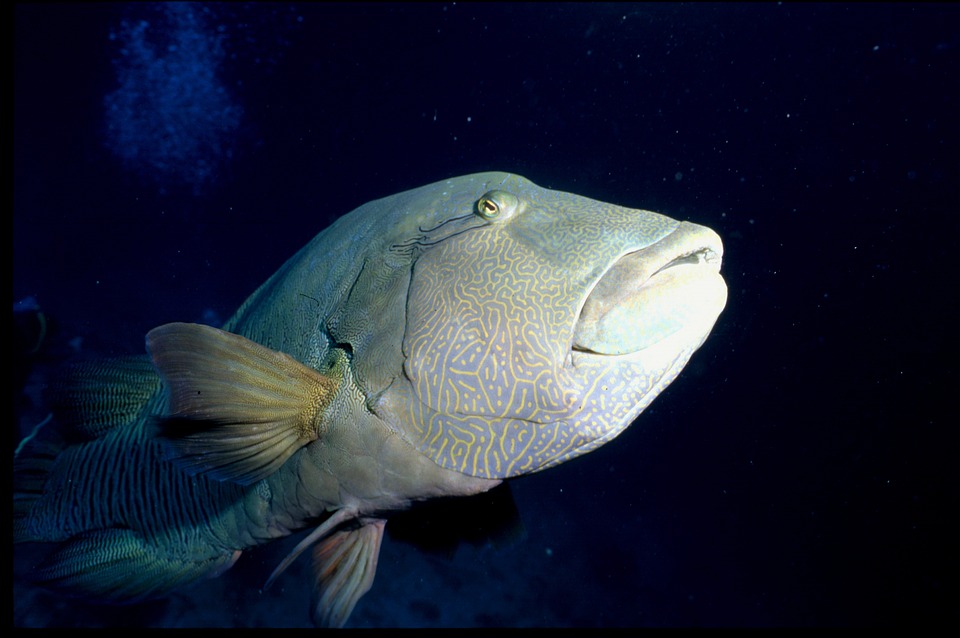 Napolean Fish Maori Wrasse - Free photo on Pixabay - Pixabay