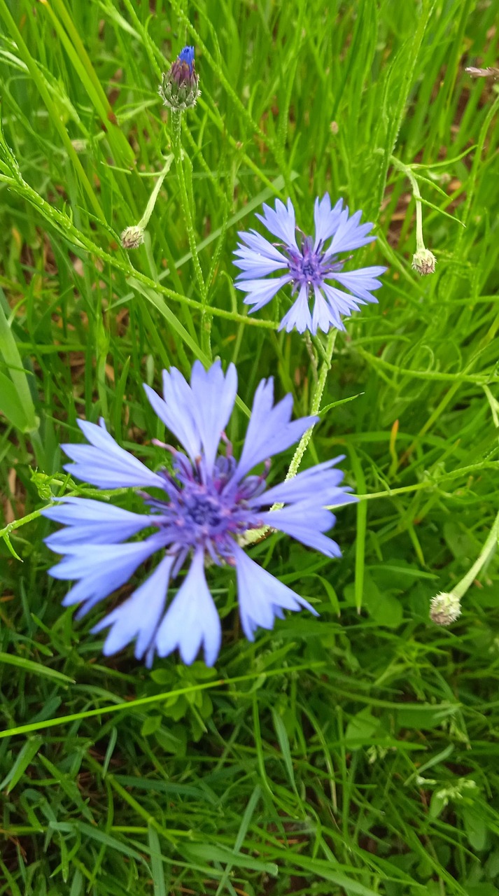 Blue Nature Green - Free photo on Pixabay - Pixabay