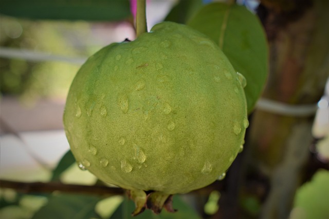 Guava Fruit Food - Free photo on Pixabay