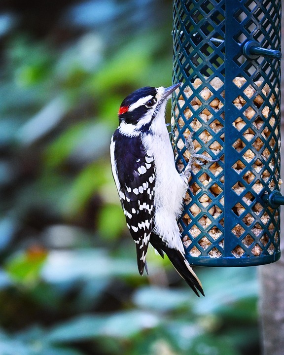 Wood Pecker Bird Perched - Free photo on Pixabay