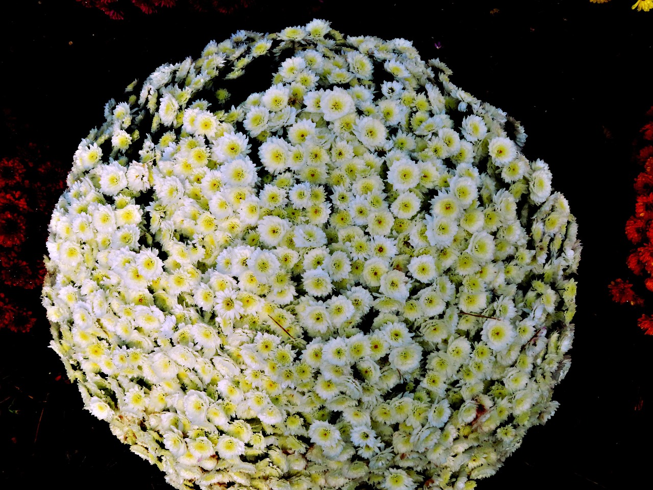 Crisântemos Flores Florescer - Foto gratuita no Pixabay - Pixabay