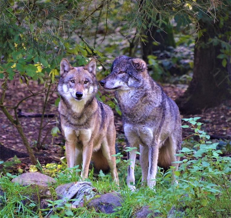Loups Canidés Animaux - Photo gratuite sur Pixabay