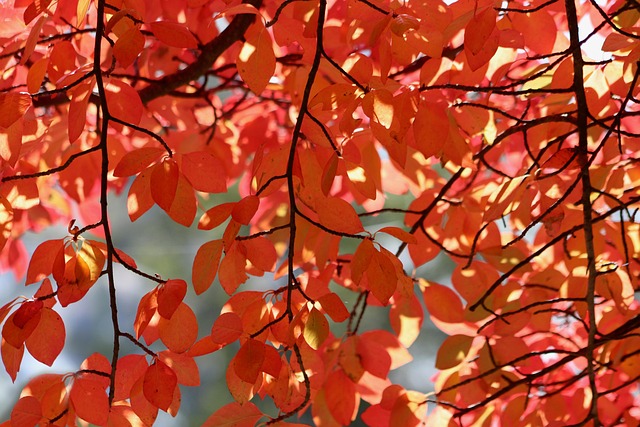 Tupelo Tree Autumn Leaves Red - Free photo on Pixabay - Pixabay