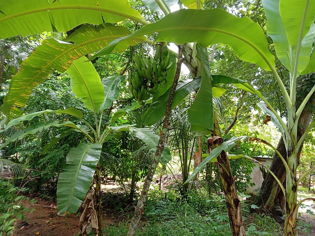 Arvores Bananas - Foto gratuita no Pixabay